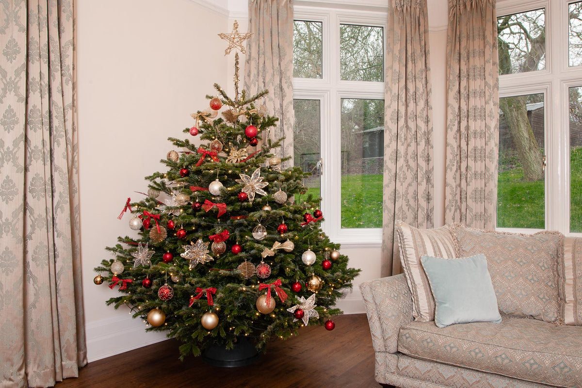 Introducing the Classic Christmas Tree | Pines and Needles