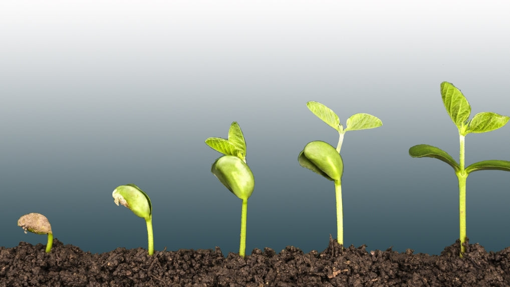 Growing This Christmas | Pines and Needles