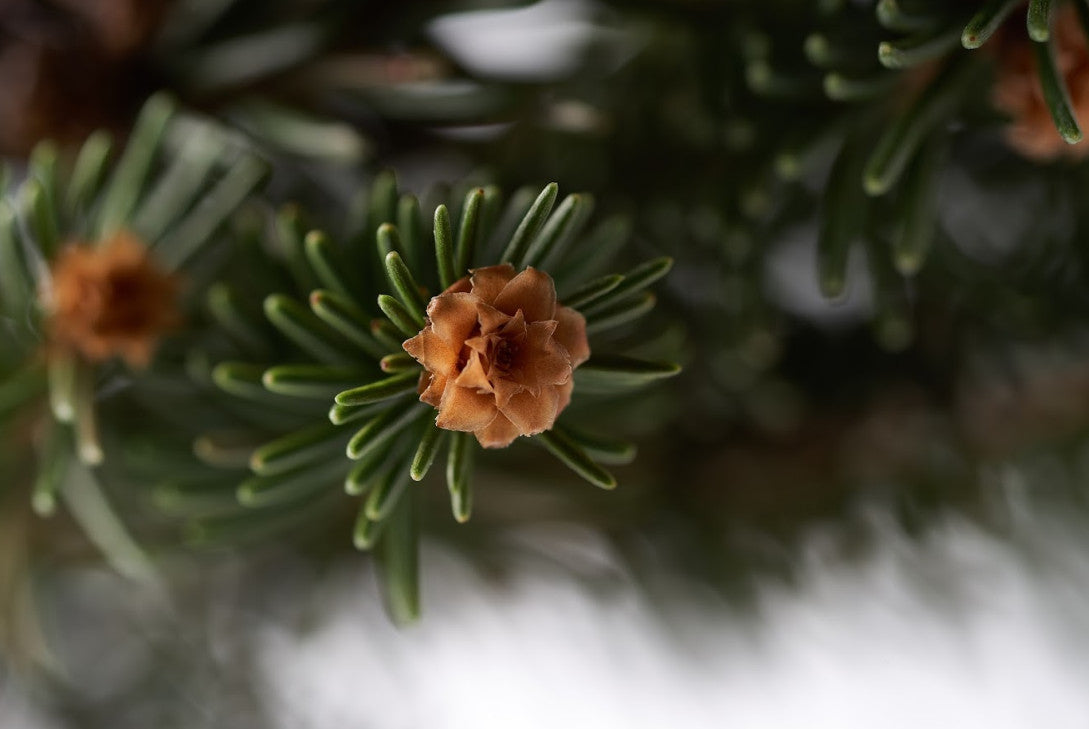 Meet Norman The Nordmann Fir Xmas Tree | Pines and Needles