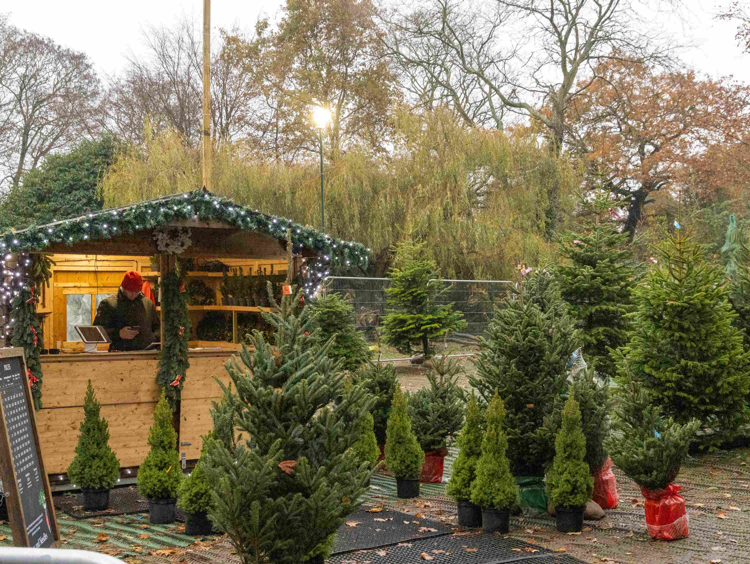 Real Christmas Trees in Hampstead Spaniards Inn | Pines and Needles