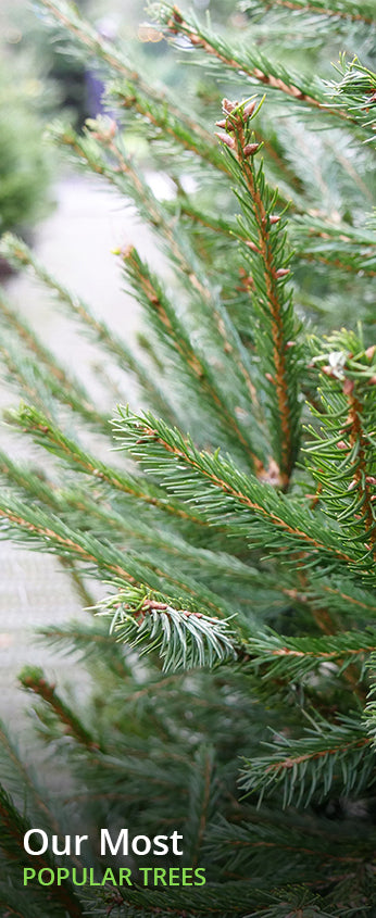 Real Christmas Trees Delivered and Decorated | Pines and Needles
