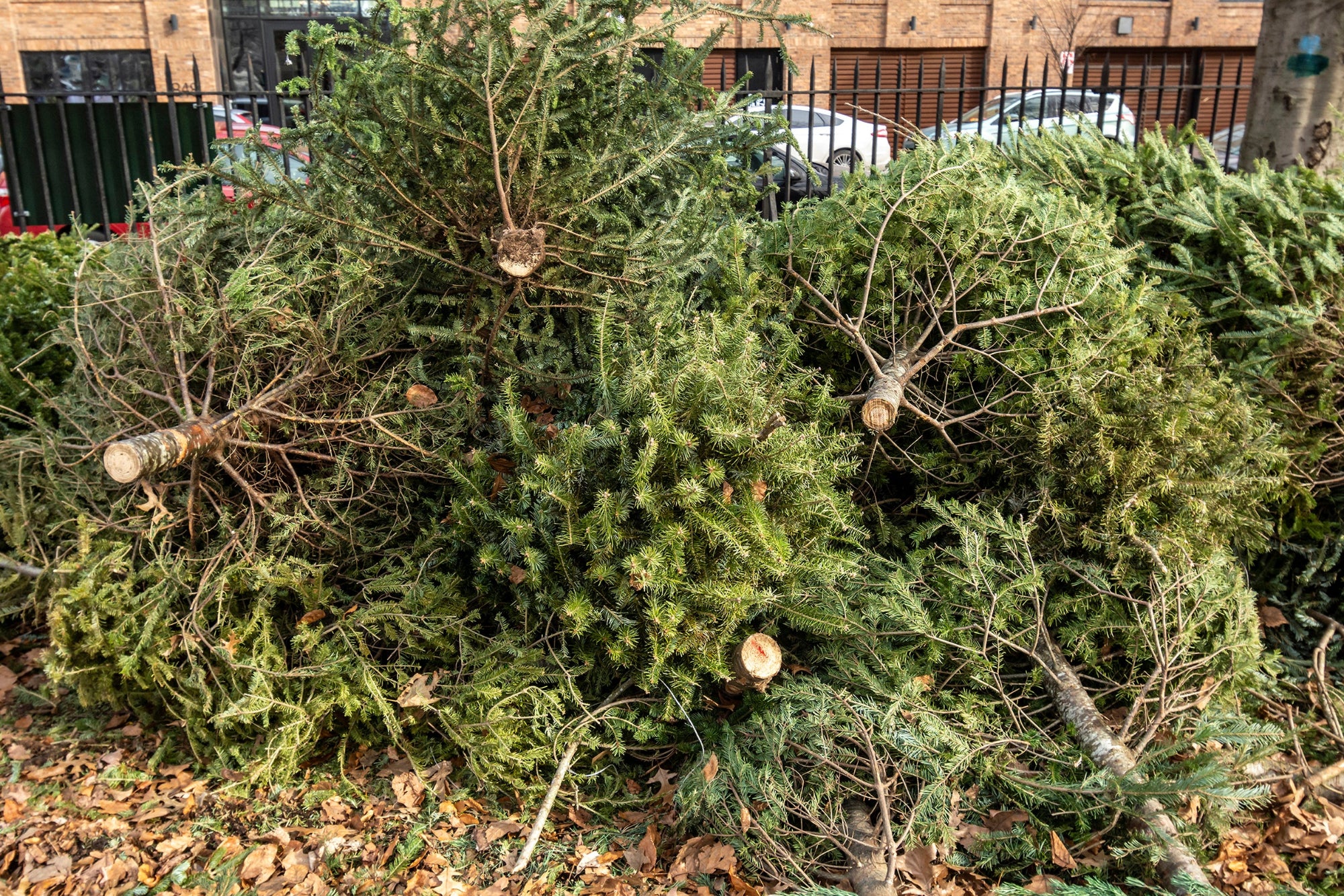 London Christmas Tree Removal Services - Pines and Needles