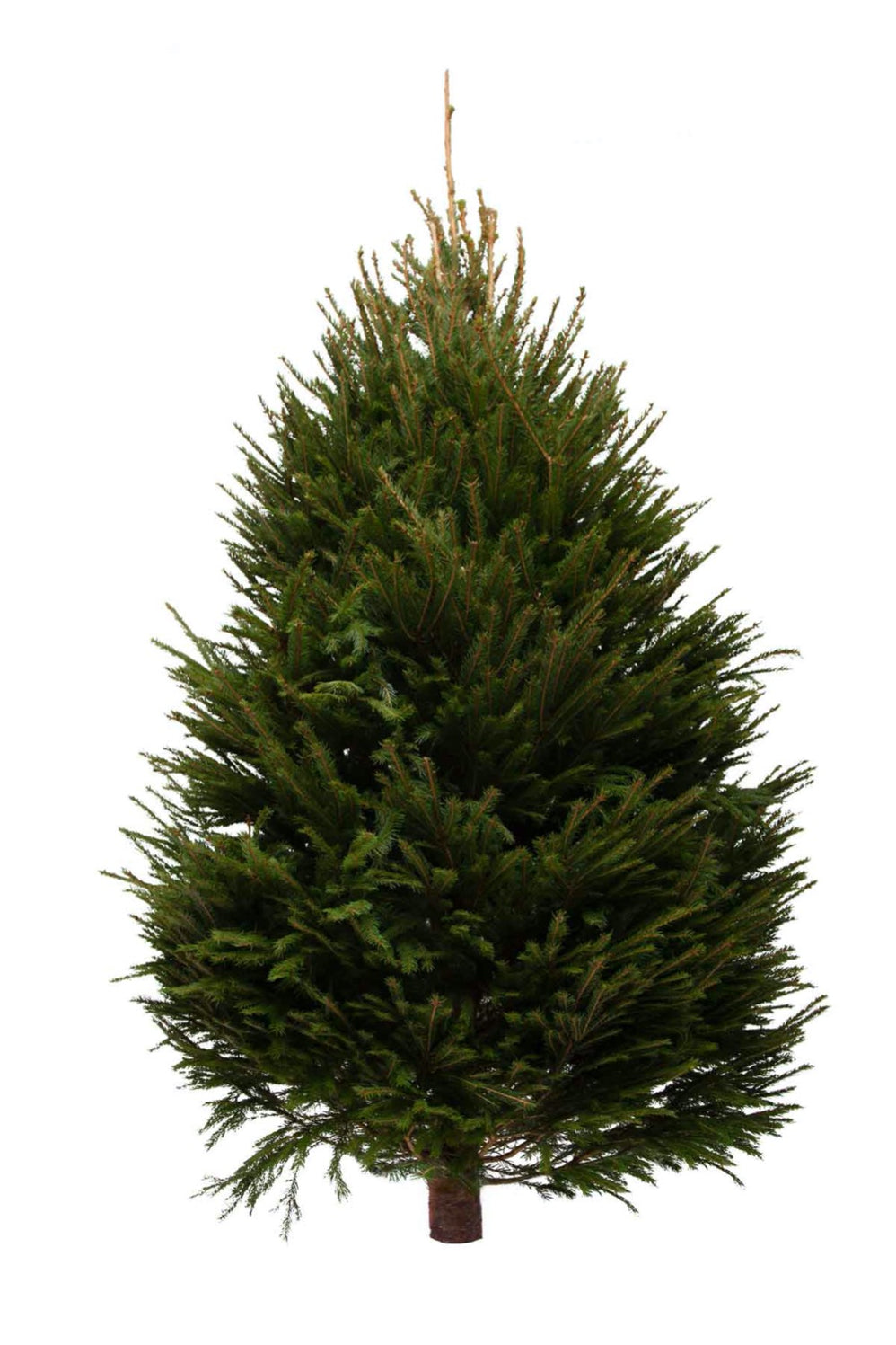 Real Christmas Trees to Buy | Pines and Needles