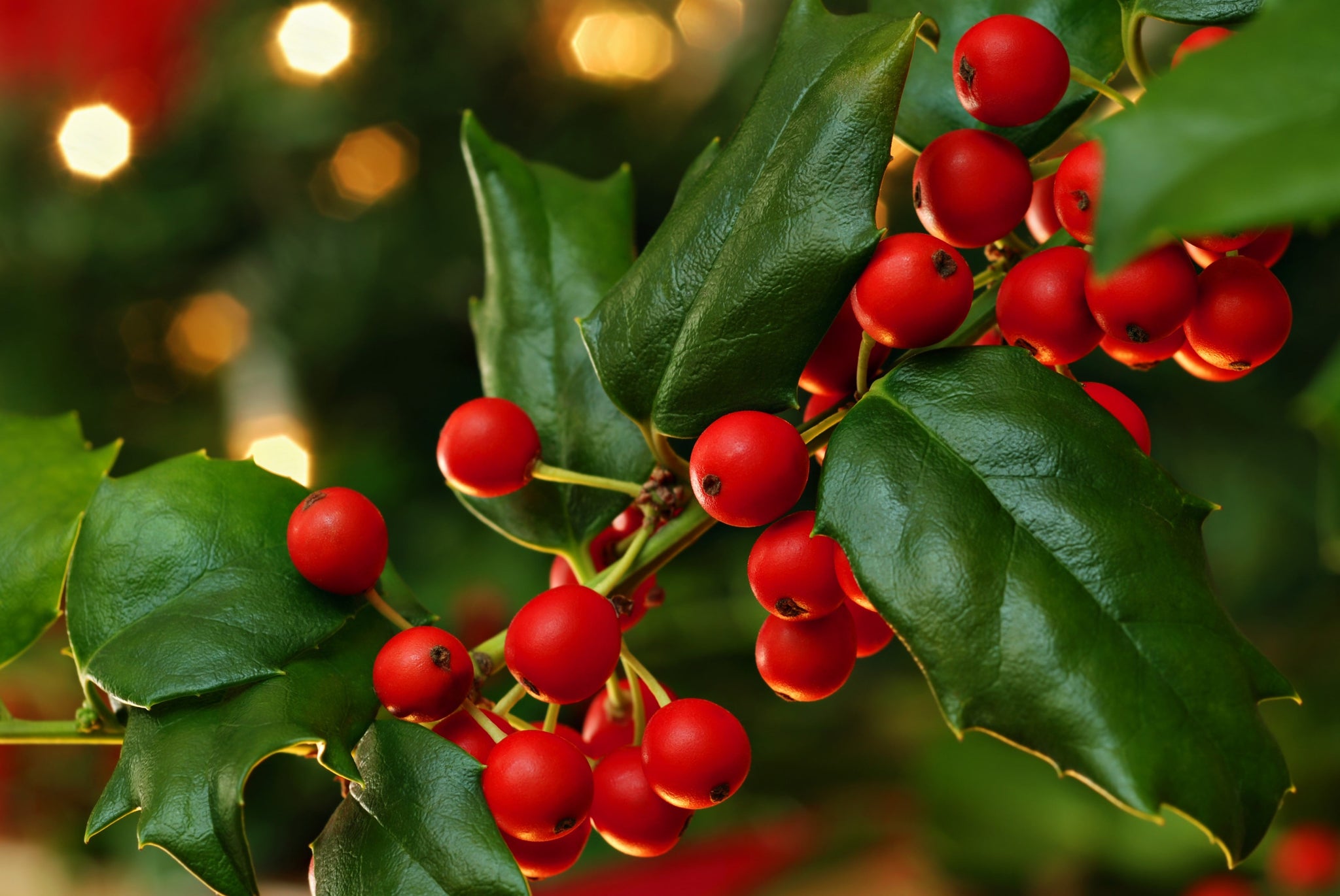 Christmas Holly & Mistletoe | Pines and Needles
