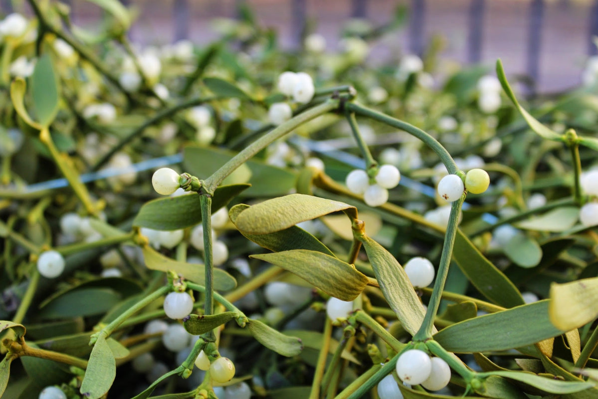 Real Mistletoe Bunches for Christmas | Pines and Needles