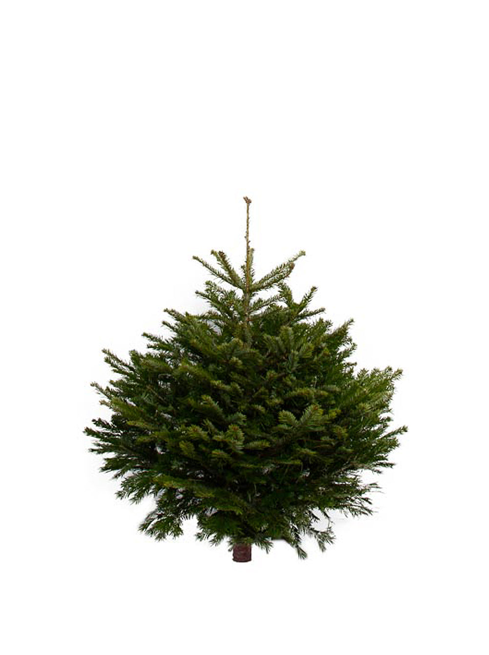 3ft Nordmann Fir Real Christmas Tree | Pines and Needles