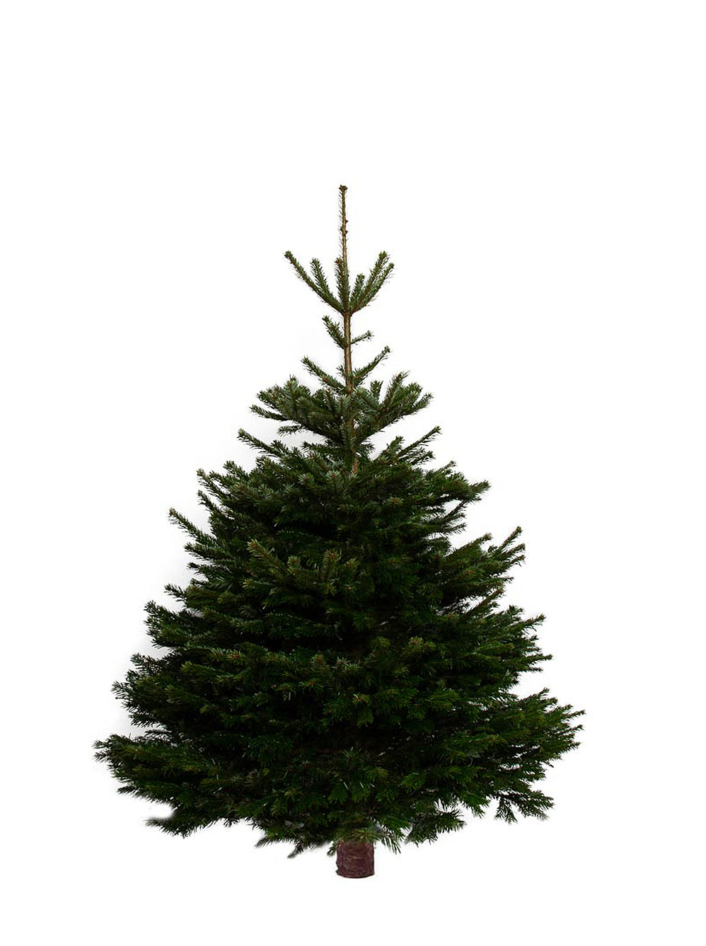 Click & Collect Nordmann Fir Christmas Trees at Pines and Needles