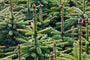 Nordmann Fir Real Christmas Tree - 4ft | Pines and Needles