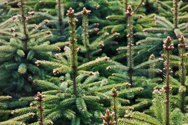 Nordmann Fir Real Christmas Tree - 7ft | Pines and Needles